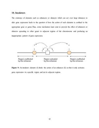 Eukaryotic Gene Regulation: Detailed Review | DOCX | Biological ...