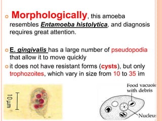 Entamoeba Coli Morphology