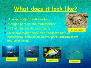 Ocean Decomposers Examples