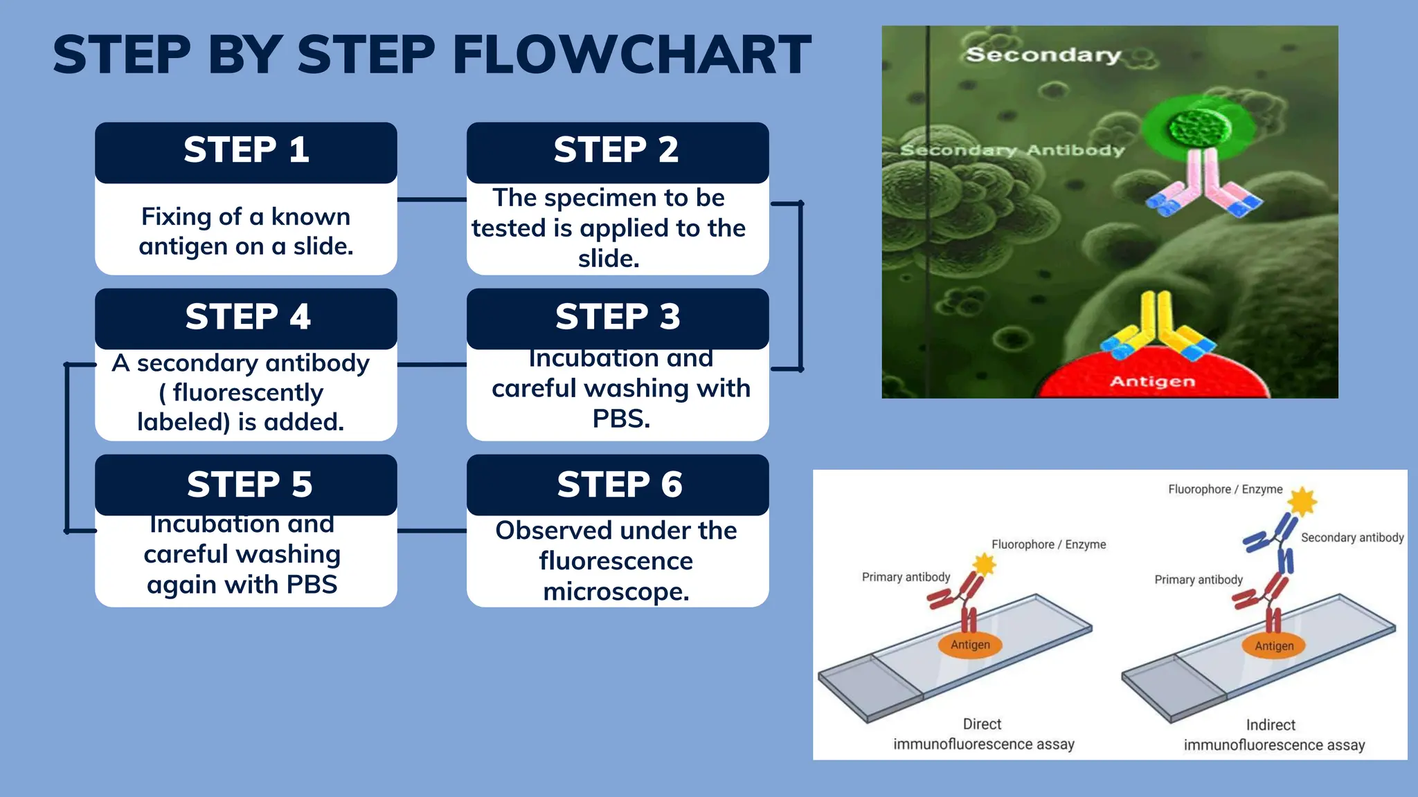 Immunofluorescence :Fluorescent antibody and its application | PPTX
