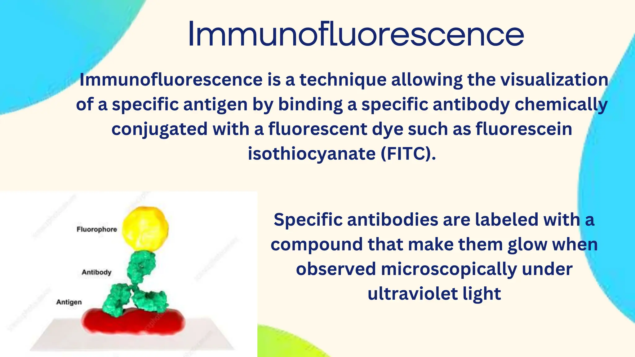 Immunofluorescence :Fluorescent antibody and its application | PPT