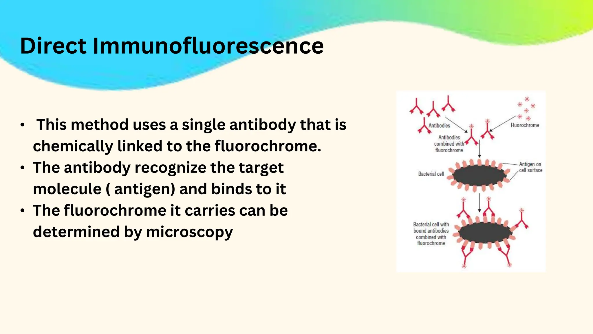 Immunofluorescence :Fluorescent antibody and its application | PPTX