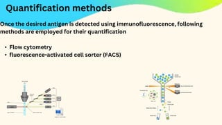 Immunofluorescence :Fluorescent antibody and its application | PPTX