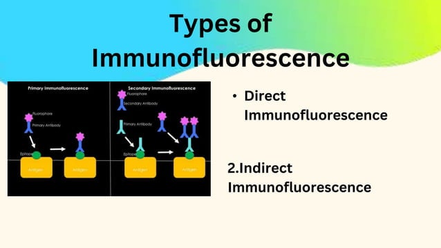 Immunofluorescence :Fluorescent antibody and its application | PPT