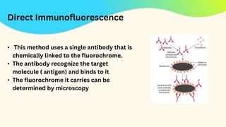 Immunofluorescence :Fluorescent antibody and its application | PPT
