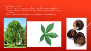 The Ohio State Buckeyes | PPTX