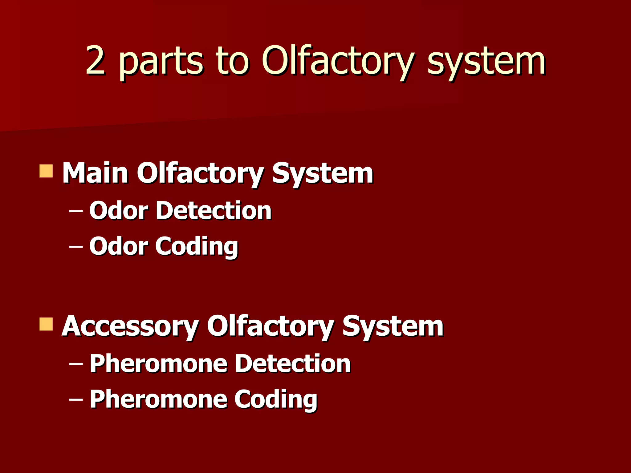 The Olfactory System Smell | PPT