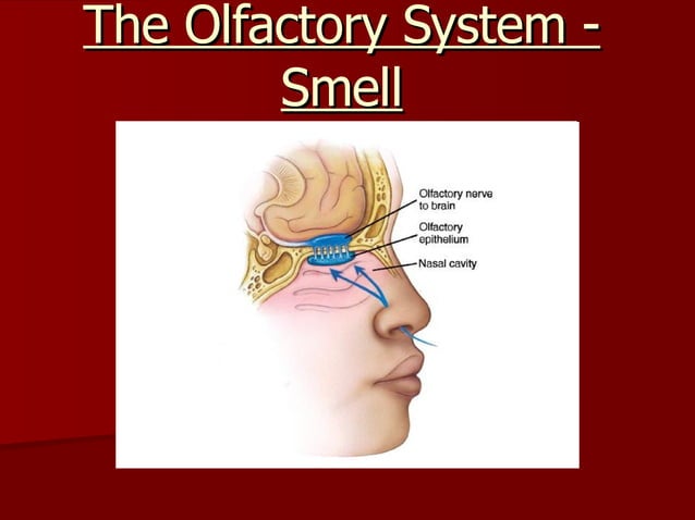 The Olfactory System Smell | PPT