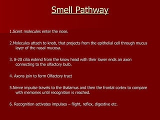 The Olfactory System Smell | PPT