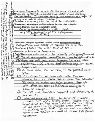 The onion cell_lab | PDF