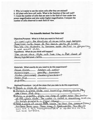 Onion Cell Lab Procedure