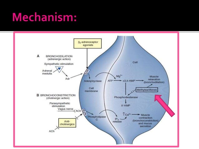 Theophylline-CNS stimulant | PPTX | Lung and Respiratory Health ...
