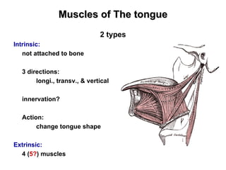 The oral cavity & salivary glands | PPT