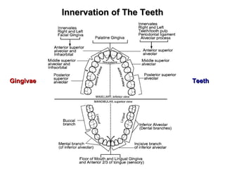The oral cavity & salivary glands | PPT
