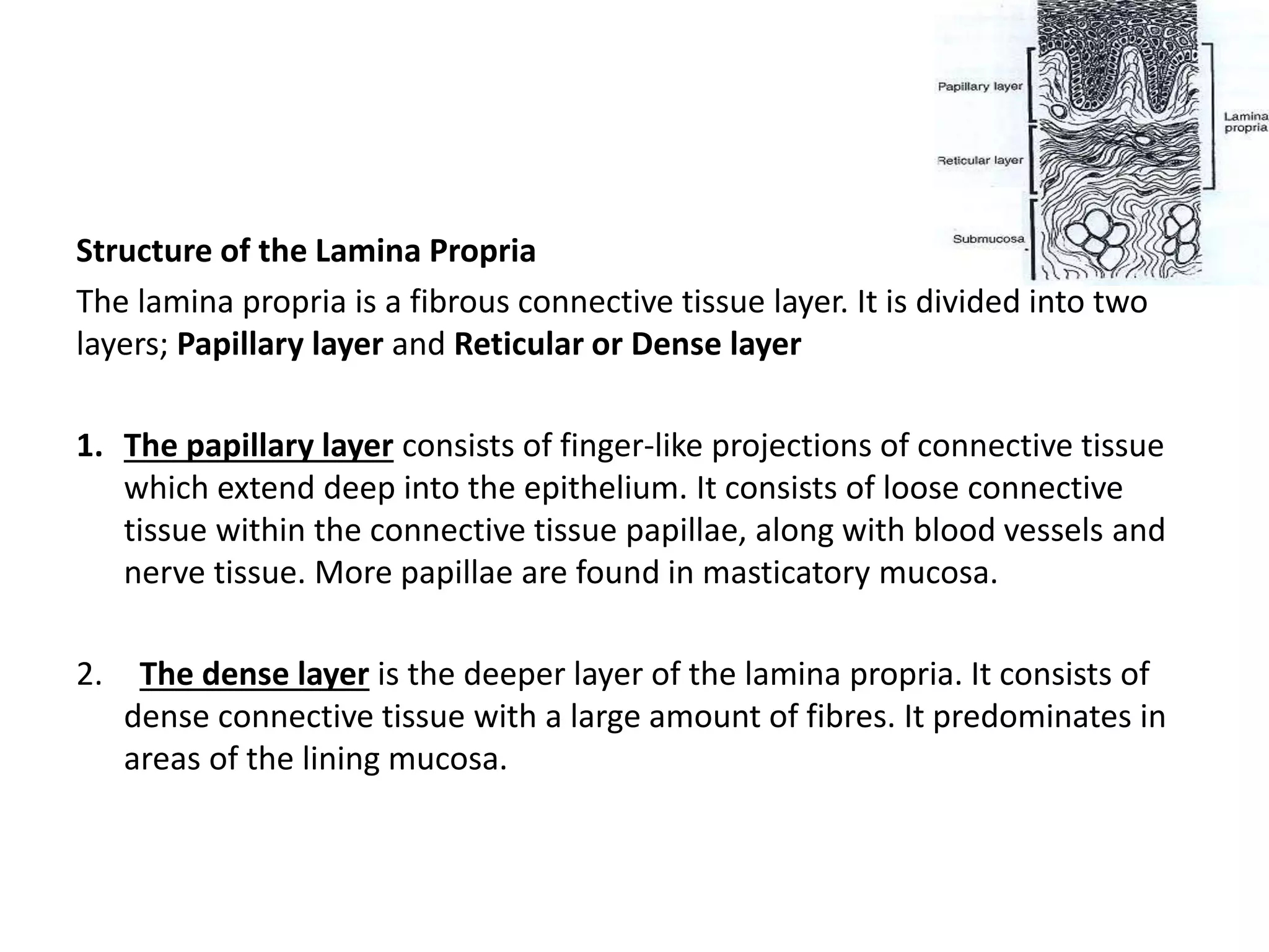 The oral mucosa | PPTX