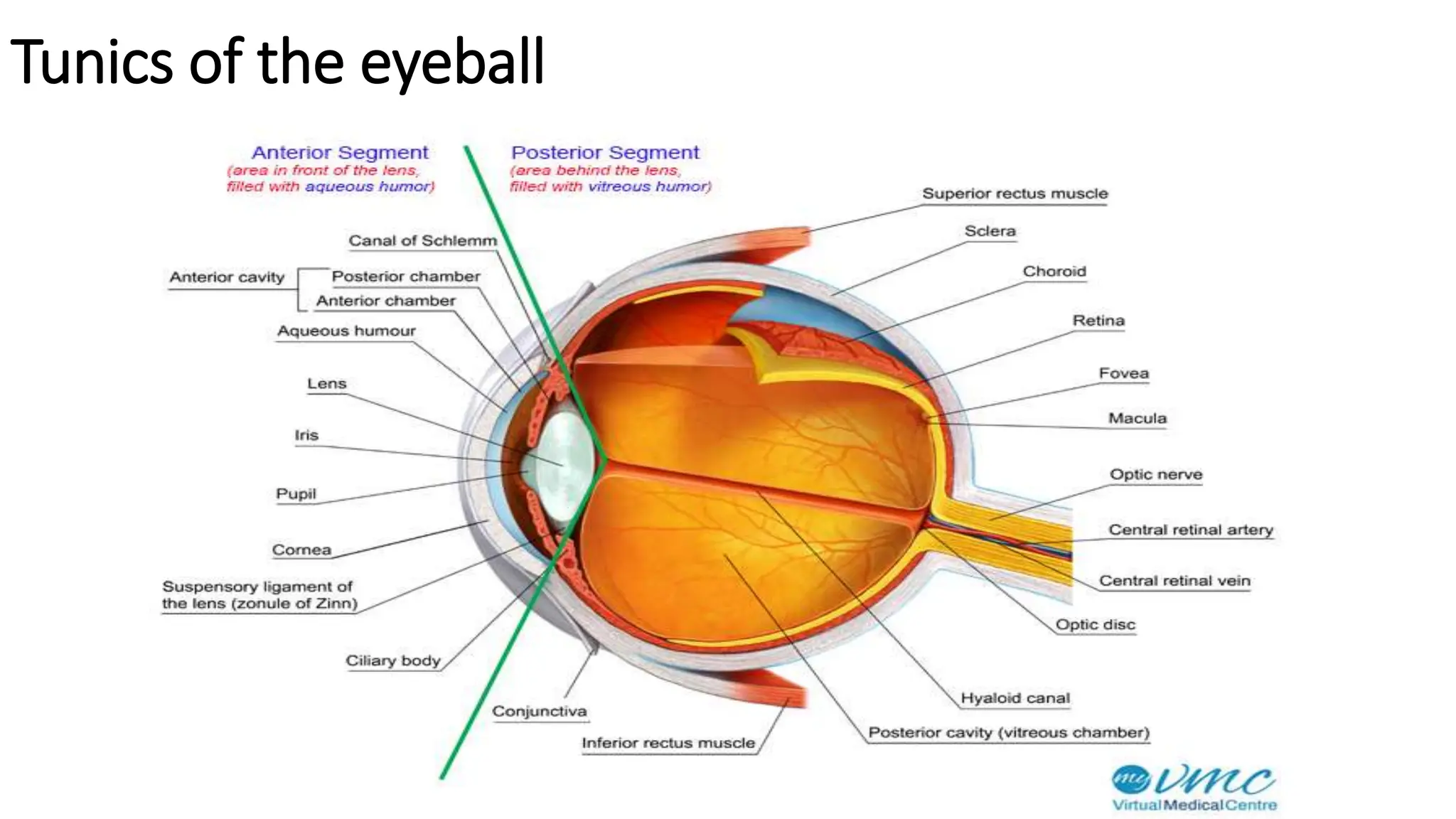 THE ORBIT AND THE EYEBALL.pptx-THE EYE ANAT | PPT