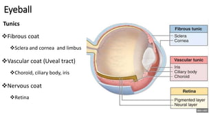 THE ORBIT AND THE EYEBALL.pptx-THE EYE ANAT | PPT