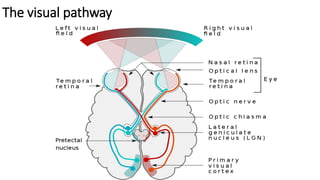 THE ORBIT AND THE EYEBALL.pptx-THE EYE ANAT | PPTX
