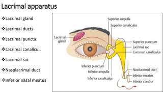 THE ORBIT AND THE EYEBALL.pptx-THE EYE ANAT | PPT