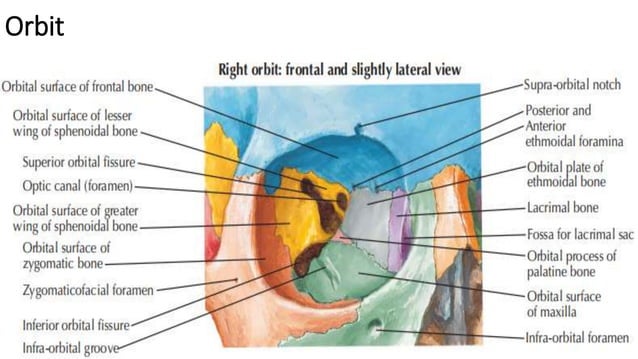 THE ORBIT AND THE EYEBALL.pptx-THE EYE ANAT | PPT