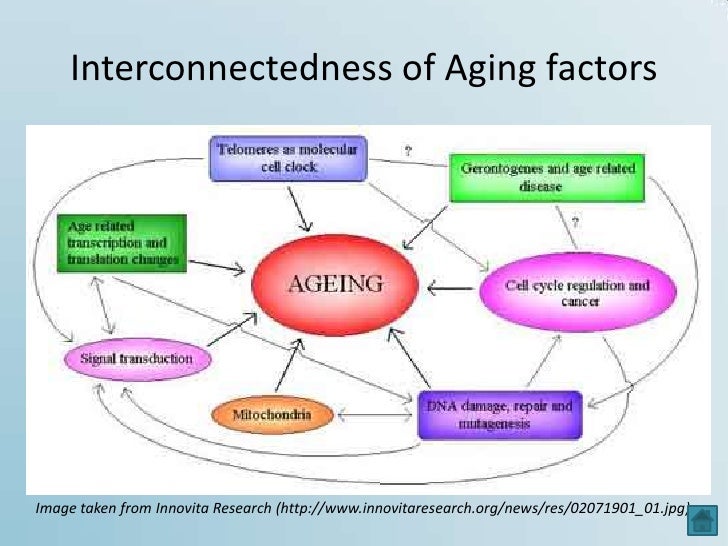 Theoretical Perspectives on Aging