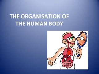 The organisation of the human body | PPT