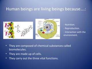 The organisation of the human body | PPT