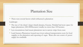 The Organisation of the Sugar Plantation.pptx