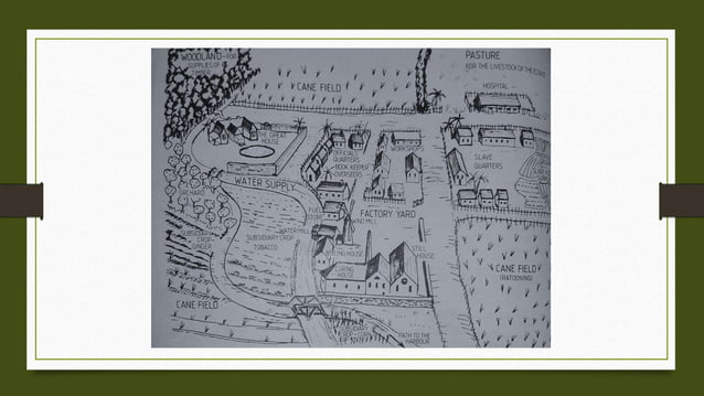 The Organisation of the Sugar Plantation.pptx | Crime & Harmful Acts to ...