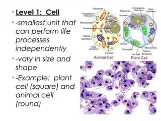 The organization of living things | PPT