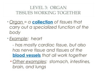 The organization of living things | PPT