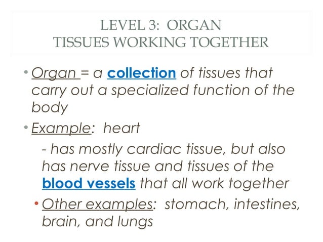 The organization of living things | PPT | Biological Sciences | Science