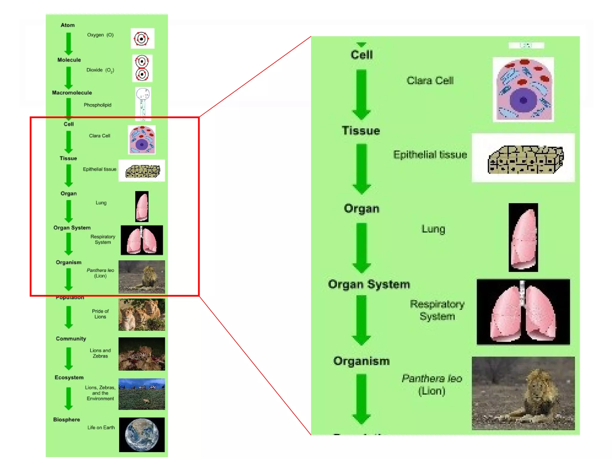 Organization of Living Things Notes | PPT