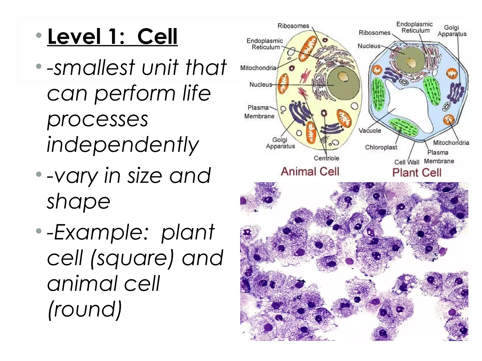 Organization of Living Things Notes | PPT