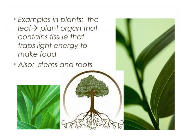 Organization of Living Things Notes | PPT