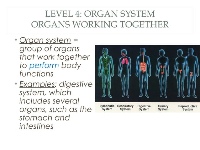 Organization of Living Things Notes | PPT