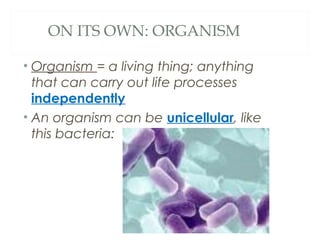 Organization of Living Things Notes | PPT