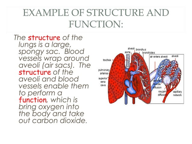 Organization of Living Things Notes | PPT