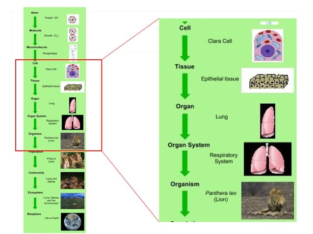 Organization of Living Things Notes | PPT