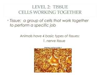 Organization of Living Things Notes | PPT