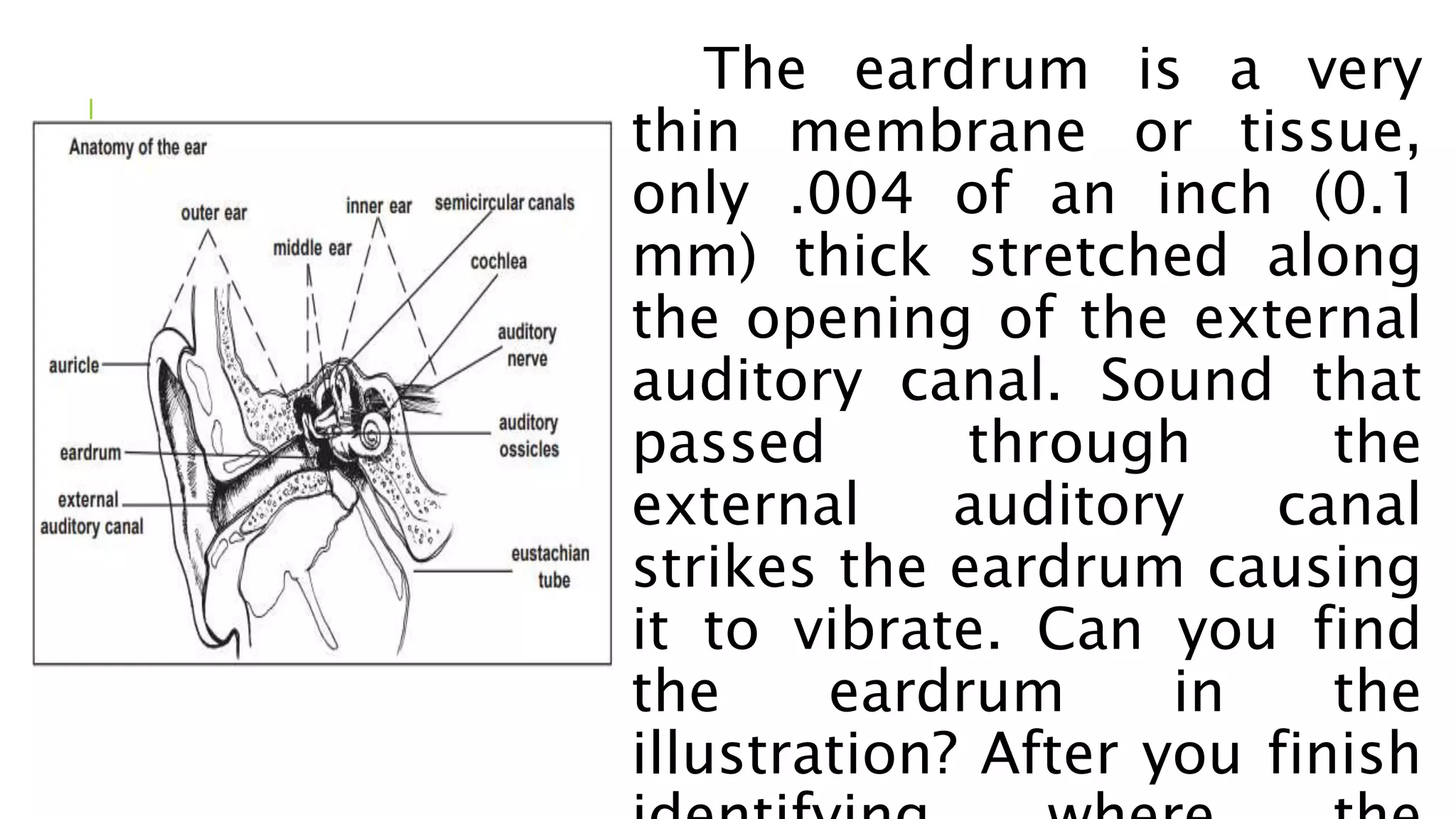 The Organs of Sight and Hearing.pptx
