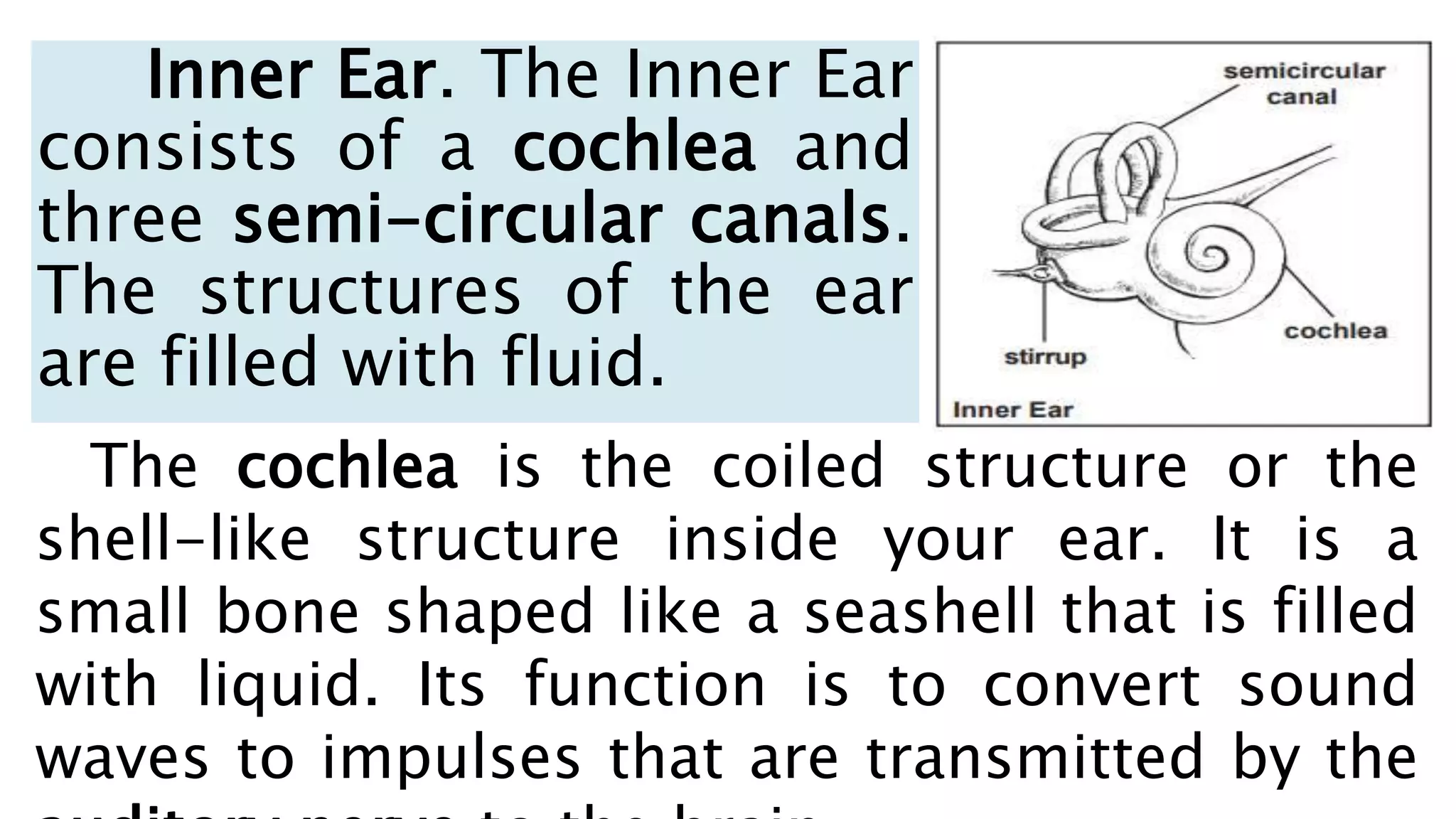 The Organs of Sight and Hearing.pptx