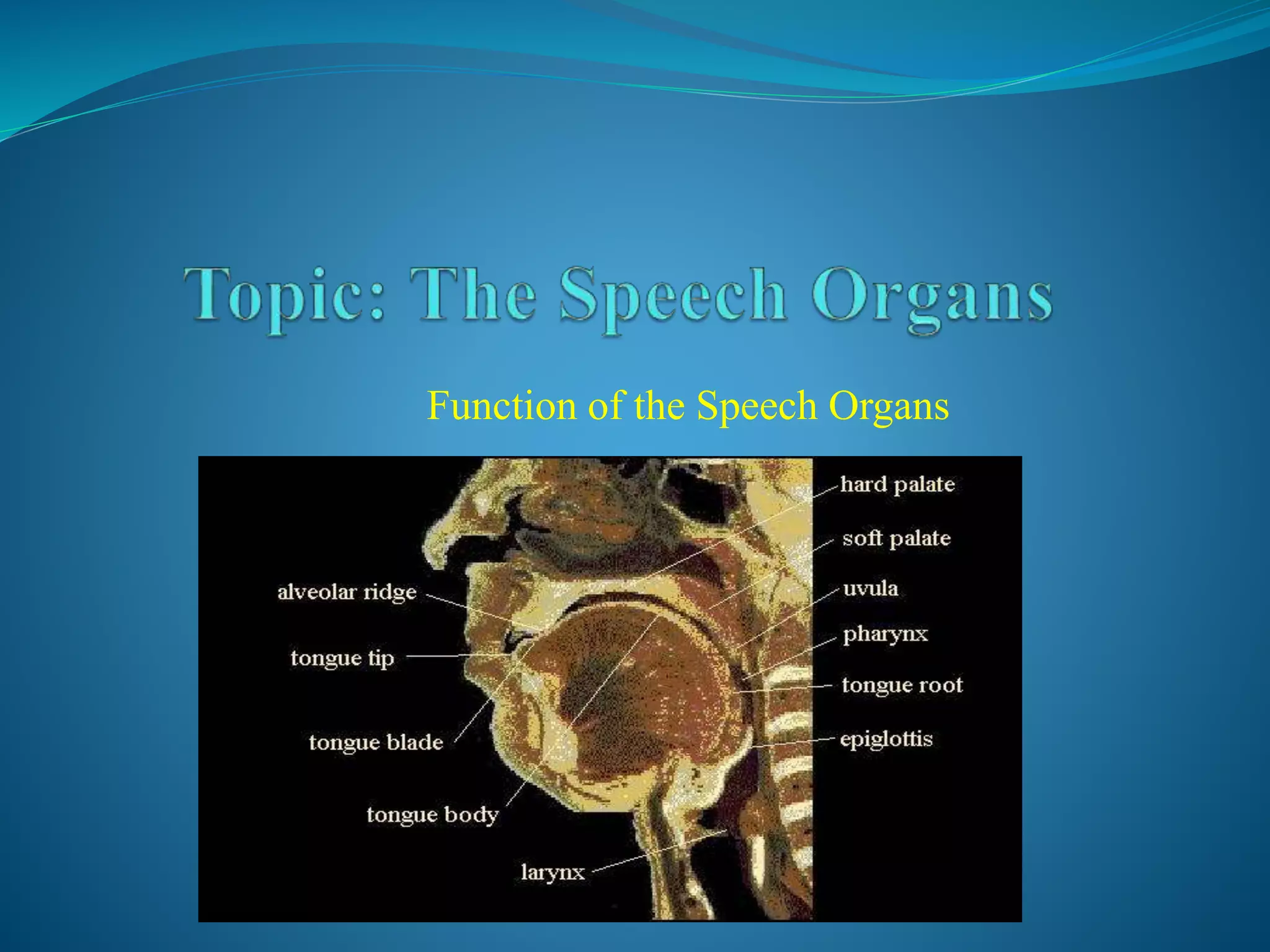 The Organs Of Speech PPT
