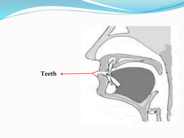 The organs of speech | PPTX