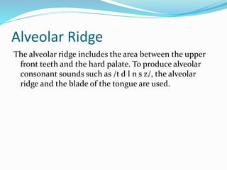 The organs of speech | PPTX