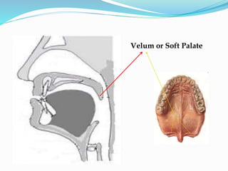 The organs of speech | PPTX