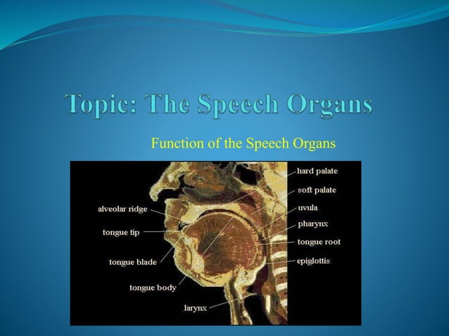 The organs of speech | PPTX