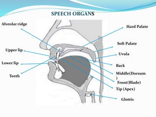 The organs of speech | PPTX