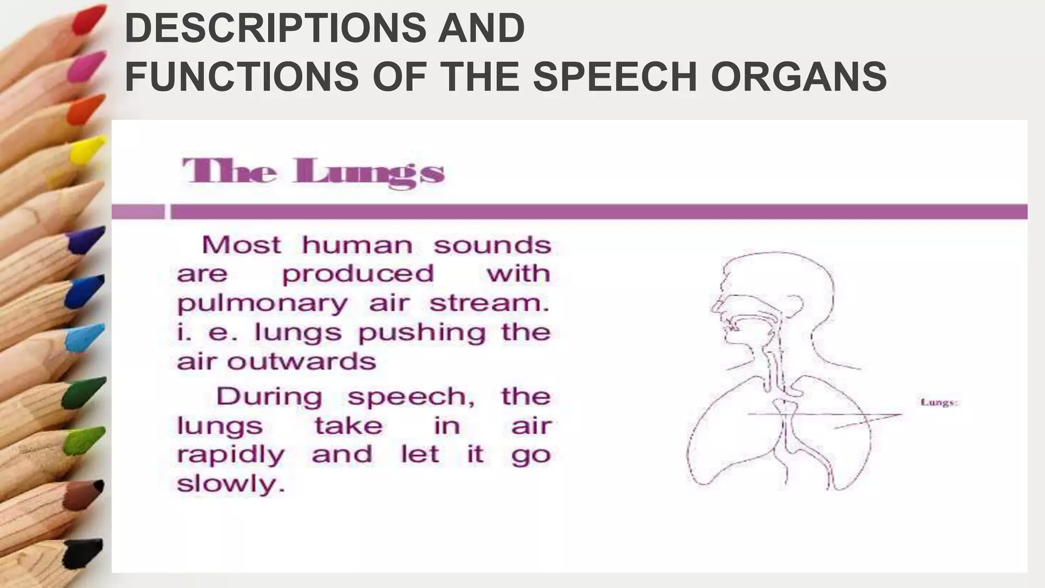 The organs of speech | PPTX