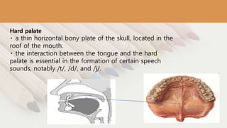 The organs of speech | PPTX
